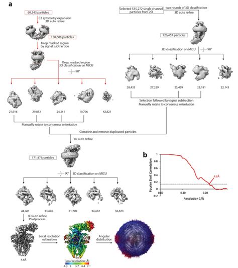 Figure S5 Cryo Em Data Processing Scheme Of The Apo Blocked Uniplex