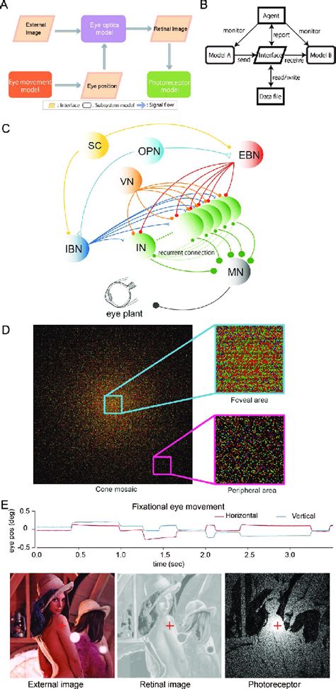 Model For Simulation Of Visual Sampling And Responses A Architecture