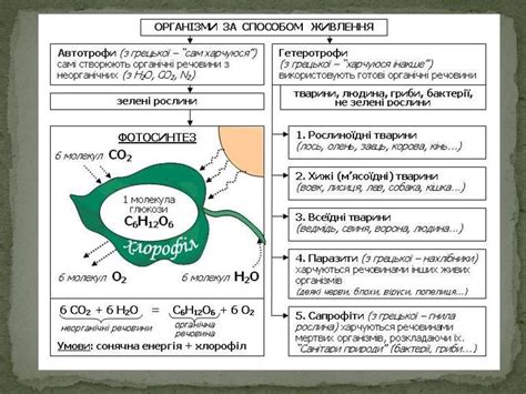 Основні процеси життєдіяльності тварин Online Presentation