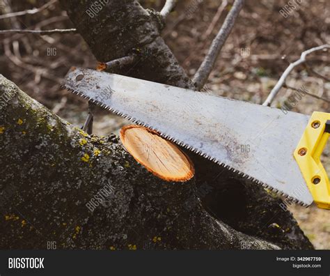 Cutting Tree Branch Image And Photo Free Trial Bigstock