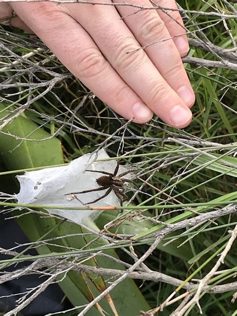 Female Dolomedes Minor Nursery Spider In Waitakere Ranges Regional