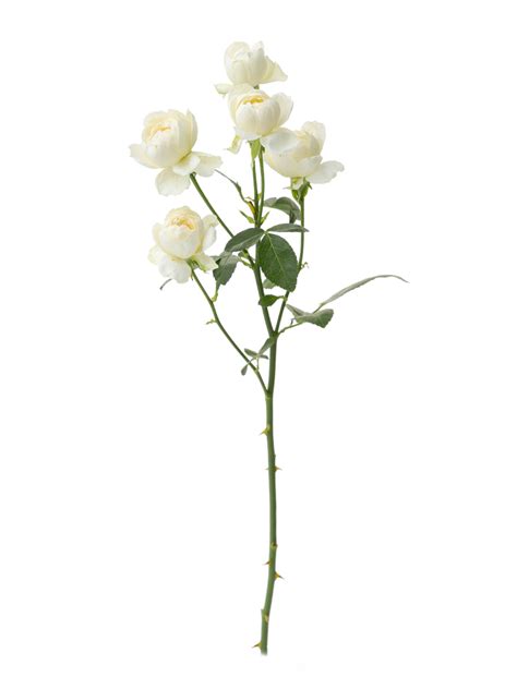 【生花】スプレーバラ スイートオールド【白70cm茨城県】｜flower Smith Market（フラワースミスマーケット）