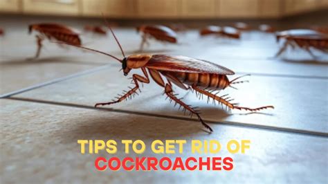 Rain Brings Cockroach Surge At Home Dainik Jagran English