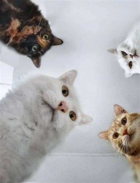 Create Meme Seals Seals Seals Cat Meme Pictures Meme