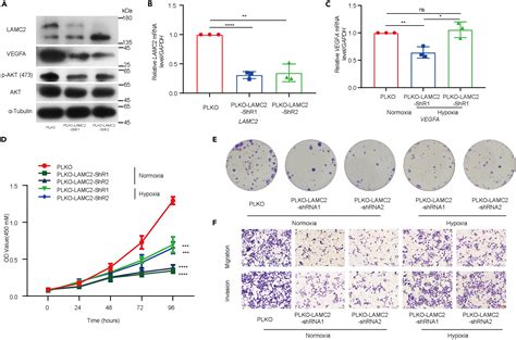 hypoxia promotes histone h3k9 lactylation to enhance lamc2