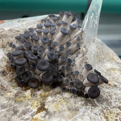 Mushroom Growing Process From Spores To Stores Randr Cultivation