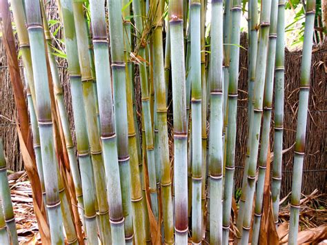 Bamboo Genera List — Guadua Bamboo