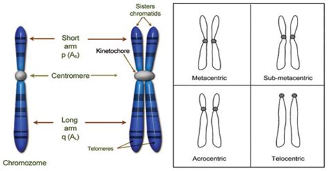 TYPES OF CHROMOSOME STRUCTURE DEFINITION Agriculture Wale