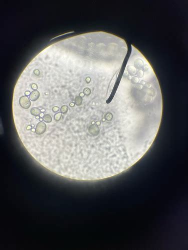 PHA6117 LAB MICROSCOPE PRACTICALS Flashcards Quizlet