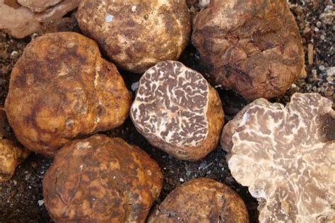 دنبلان کوهی بررسی جامع خواص، ارزش غذایی، فواید و عوارض جانبی رضیم