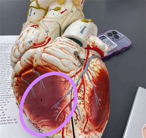 Practical 2 Cardiovascular Flashcards Quizlet