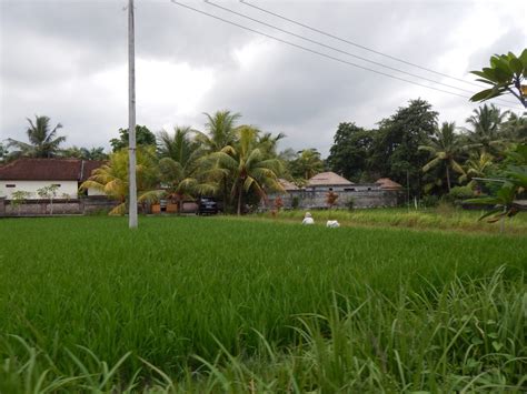 Day 63 Arrival At Suly Resort And Spa In Ubud Splinters Paradise