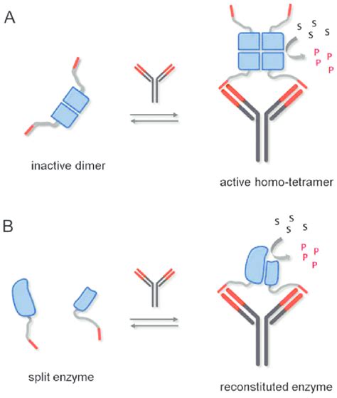 Antibody Detection Strategies Based On Antibody Induced Complementation Download Scientific