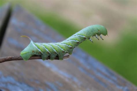 33 Types Of Caterpillars From The Fuzziest To The Spikiest