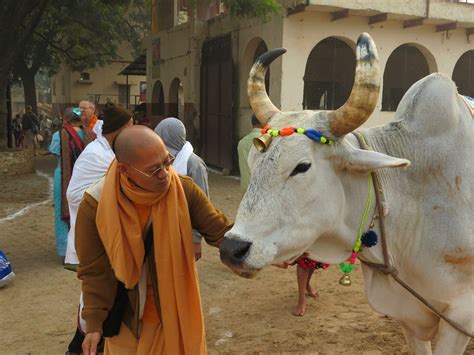 Maintenance Mode Cow Cow Art Hare Kṛṣṇa