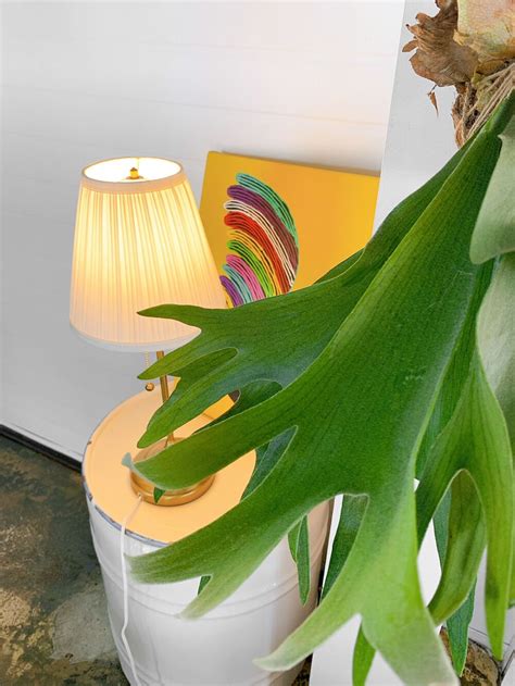 행잉 박쥐란 코코넛 화분세트 감도 깊은 취향 셀렉트샵 29cm