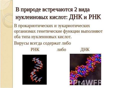 Строение состав и значение ДНК презентация онлайн