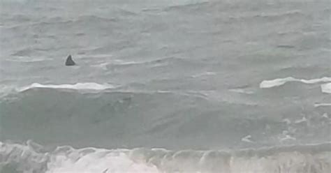 Beachgoer Spots Unusually Large Shark Fin Bristol Live