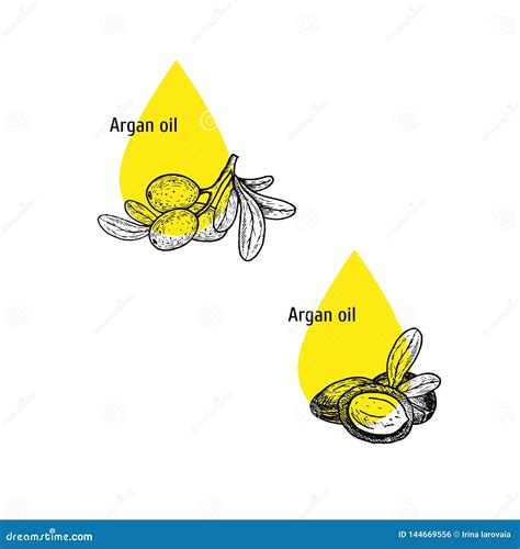 Argan Oil Icon Set Hand Drawn Sketch Extract Of Plant Vector
