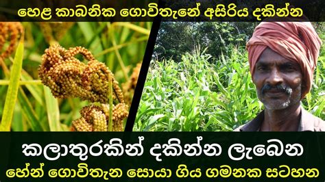 කලාතුරකින් දකින්න ලැබෙන හේන් ගොවිතැන සොයා ගිය ගමනක සටහන Youtube