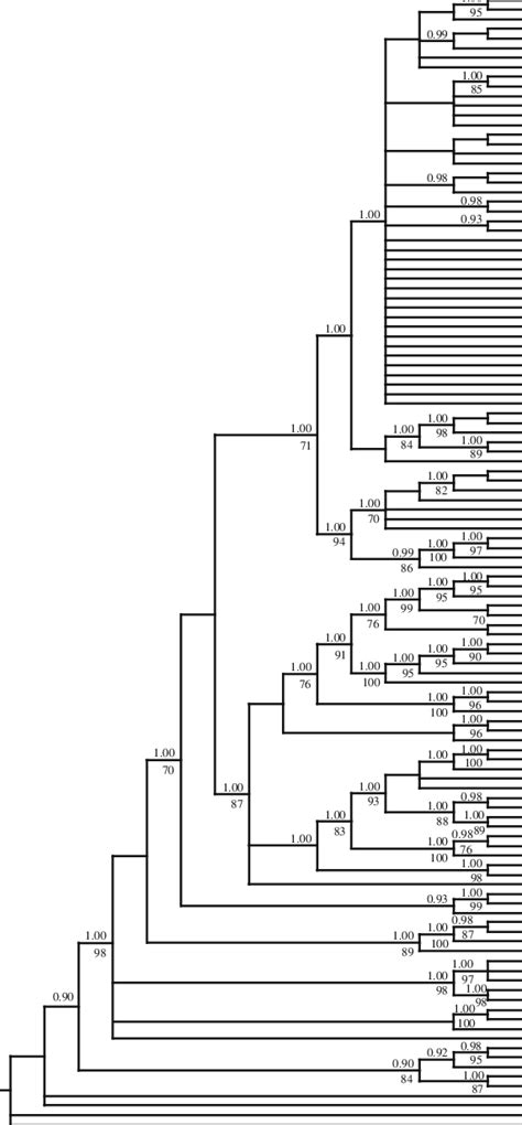 majority rule consensus tree obtained from mcmc bayesian analysis of