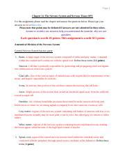 Chapter 12 Nervous System Docx Page 1 Chapter 12 The Nervous System