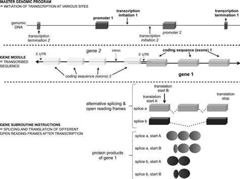 Modular Organization Of The Genome Download Scientific Diagram