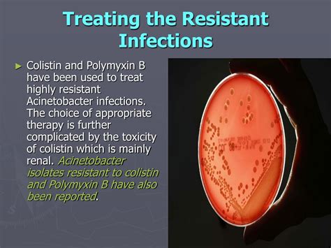 Ppt Acinetobacter Baumannii Powerpoint Presentation Free Download