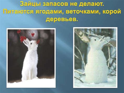 Как звери готовятся к зиме презентация онлайн