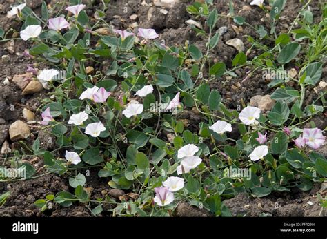 Convolvulus Arvensis
