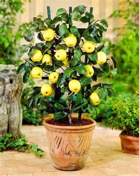 21 Best Ideas For Growing Fruit Trees In Containers Gardenoid