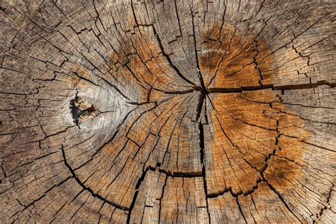 Jak zrobić stolik z plastra drewna Poradnik krok po kroku Home