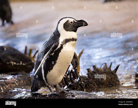 African Penguin Jackass Penguin Standing On The Rocks Looking At The