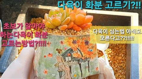 다육이♡다육이심는법 아직도 모르는거 아니죠세상에서 단 하나뿐인 수제화분 다육이키우기 다육이정보 초보다육이 수제