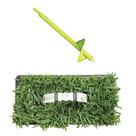 Sod Pods St Augustine Palmetto Sodgrass Plugs 64 Countsp Power