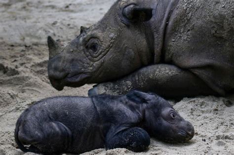 Endangered Sumatran Rhino Born In Indonesia Kwiknews