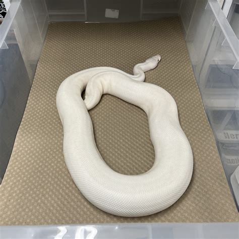 Honeycomb Card Tub Liners Free Uk Delivery Living Art Ball Pythons