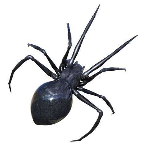 3d Rendering Black Widow Spider On White Stock Illustration