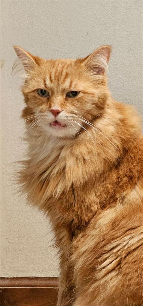 My Kitty Was Stuck In Reboot Loop While Recovering From Sedation R