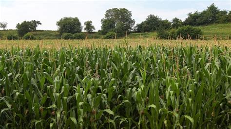 Chopping And Storing Quality Corn Silage Usu