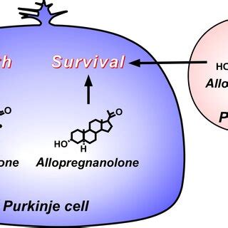 Of Neurotrophic And Neuroprotective Actions Of Cerebellar And Pineal