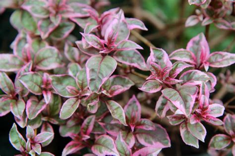 Fuchsia Variegated Leaf Variegated Foliage Free Photos On