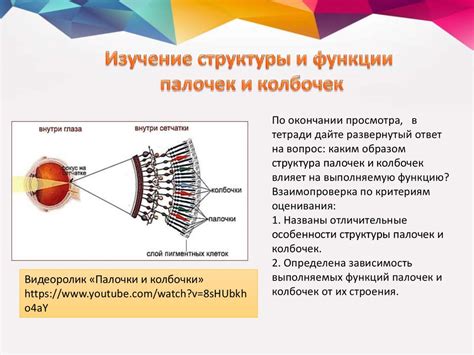 Координация и регуляция Структура и функции палочек и колбочек