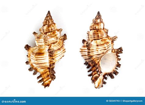 Murex Snail Shell Chicoreus Brevifrons Stock Image Image Of