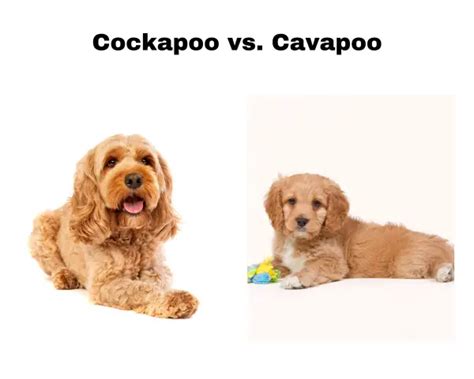 Cockapoo Vs Cavapoo Differences Explained