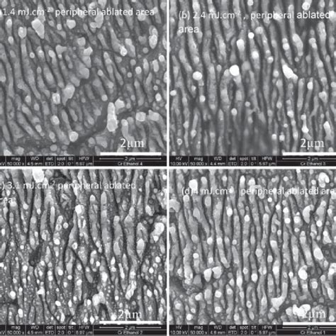 Sem Images Revealing The Formation Of Laser Induced Periodic Surface Download Scientific