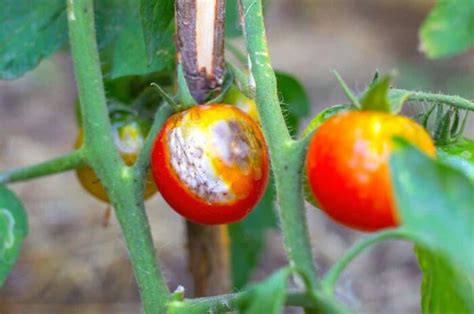 7 Reasons Your Tomatoes Arent Setting Fruit This Season