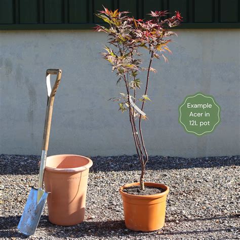 Japanese Maple Tree Acer Palmatum Dissectum Emerald Lace Roots Plants