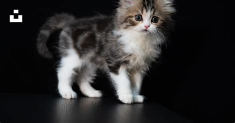 검은 테이블에 흰색과 갈색 새끼 고양이 사진 Unsplash의 무료 고양이 이미지