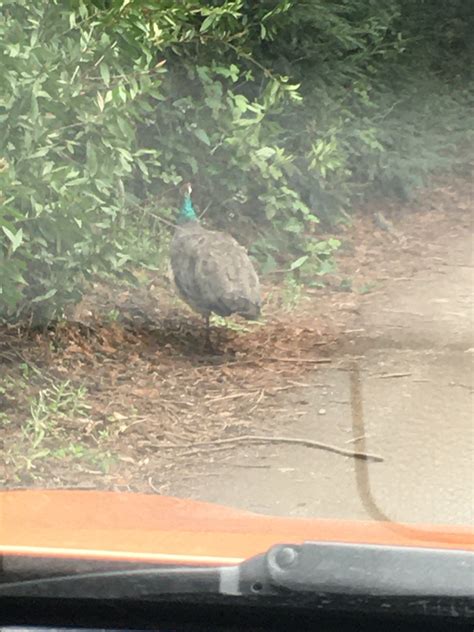 Peahen By Digimonfrontier77 On Deviantart